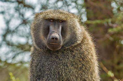 El Babuino Oliva La Especie Es La Más Amplia De Todos Los Babuinos Reserva Nacional Samburu