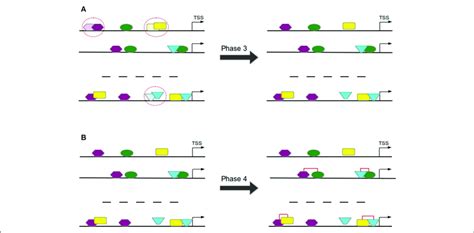 in phase 3 overlapping tfbss of the same type are filtered by