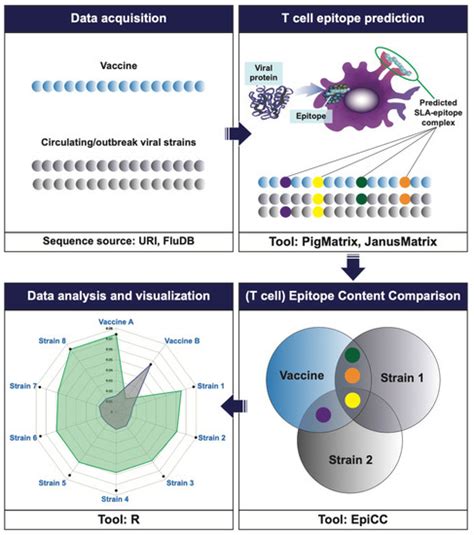 Vaccines Free Full Text Quantifying The Persistence Of Vaccine Related T Cell Epitopes In