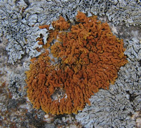 Pioneer Species Lichen