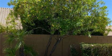 Tree Shaping Tips For Better Tree Health And Visual Appeal