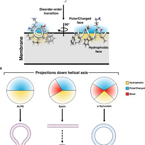 Pdf Intrinsically Disordered Proteins And Membranes A Marriage Of