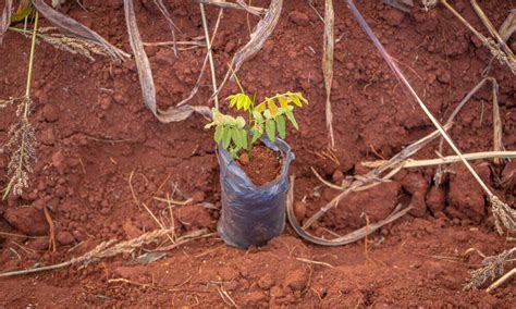 Baru Tree Reforestation Efforts Underway In Brazilian Cerrado Blog