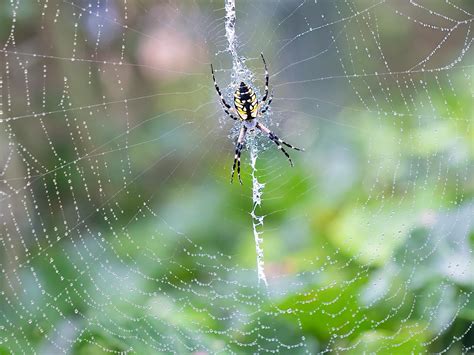 What A Web We Weave Rose Norman 24 The Hamilton Camera Club