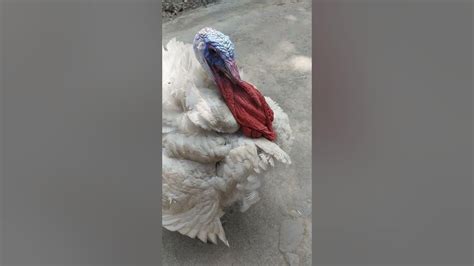 চীনা মুরগি Youtube Youtube