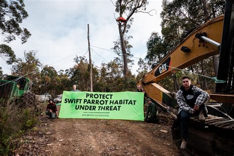 new logging attempt thwarted in swift parrot habitat bob brown