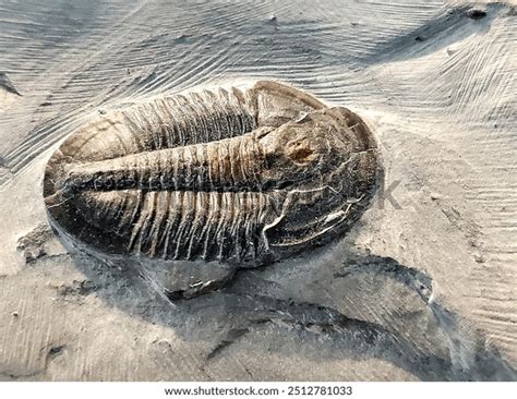 Fossilized Bugs Photos Images And Pictures Shutterstock