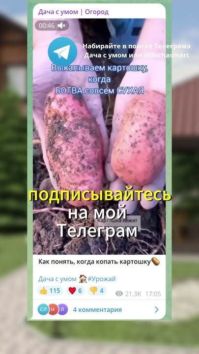 Простая подкормка для больших урожаев картошки #сад #крысоловка #огород ...