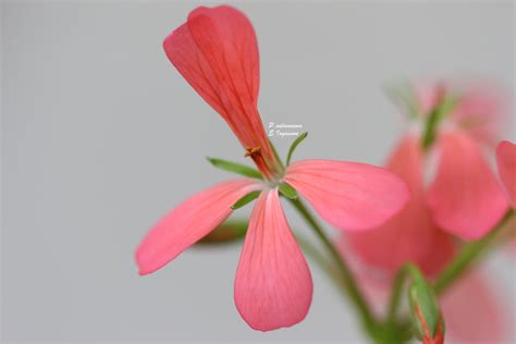 P. salmoneum - Pelargonium species