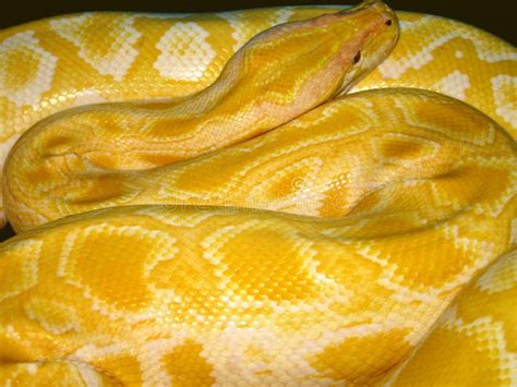 Burmese Python Python Bivittatus Stock Photo Image Of Albino Leucistic