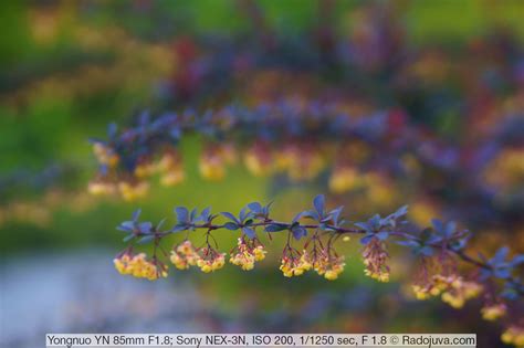 Sony Nex 3n Overview And Impressions Happy