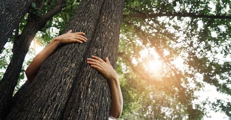 Watch Out Bud What Happens If A Tree Buds Too Early Premier Tree Solutions