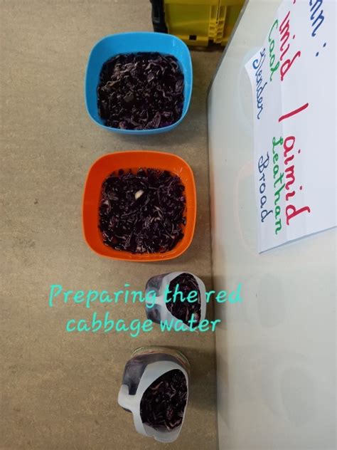 Red Cabbage Water Experiment