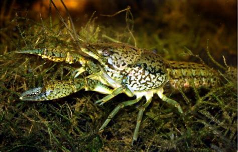Procambarus Fallax Forma Virginalis · Marmorkrebs Aquabits De