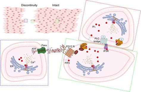 信号开关维持血管内皮细胞间通讯british Journal Of Pharmacology X Mol