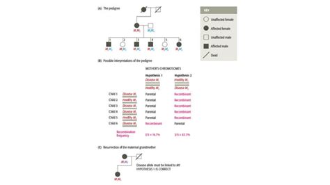 Genetic Mapping In Humans Presentation Pptx
