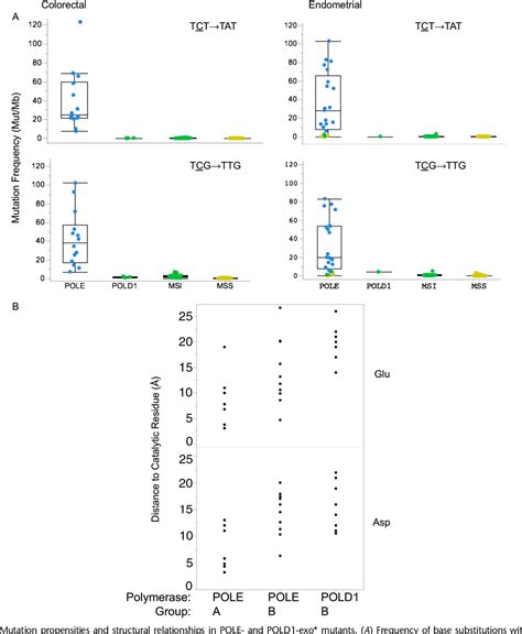Figure 2 From Exonuclease Mutations In Dna Polymerase Epsilon Reveal Replication Strand Specific