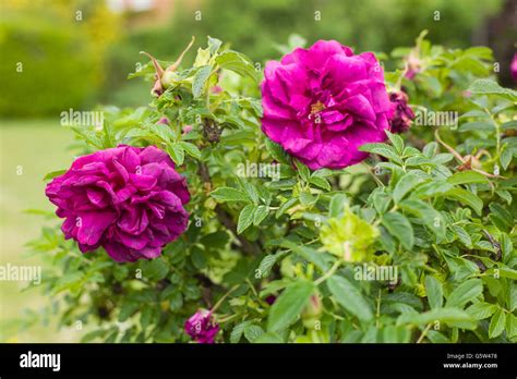 Rosa Roseraie de l'Hay in flower Stock Photo - Alamy