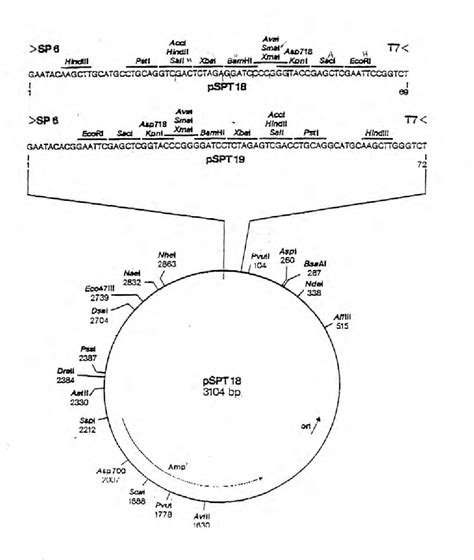 Figure 5 2 From The Dna Replication Apparatus In Plasmodium Falciparum Gametocytes Semantic