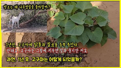 아프리카 우리집 문은 점점 속도를 내고 염소는 왜 나무껍질을 더 좋아할까 고구마에 질소를 많이 주었는데도 잎이 커지기는 커녕 땅에 붙었다 Youtube