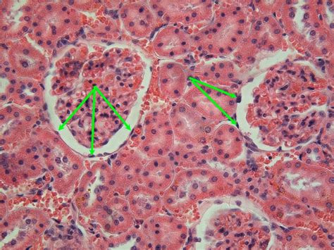 Simple Squamous Epithelial Tissue Under Microscope