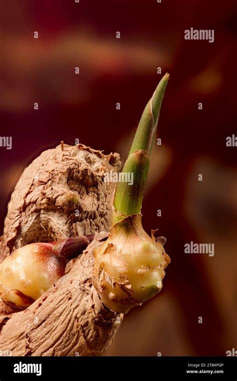 Dramatic Close Up Food Ingredient Spice Portrait Still Life Of Root