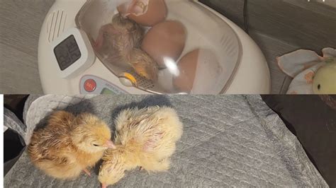 마트 유정란 병아리 부화과정 부화기에서 첫파각 후 병아리부화성공했어요~ 병아리 성장일기 1일차 Youtube