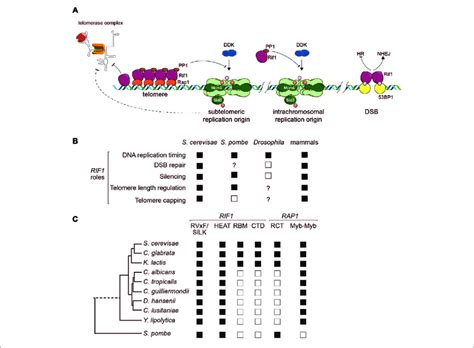 A Schematic Representation Of Rif1 Function At Budding Yeast Download Scientific Diagram