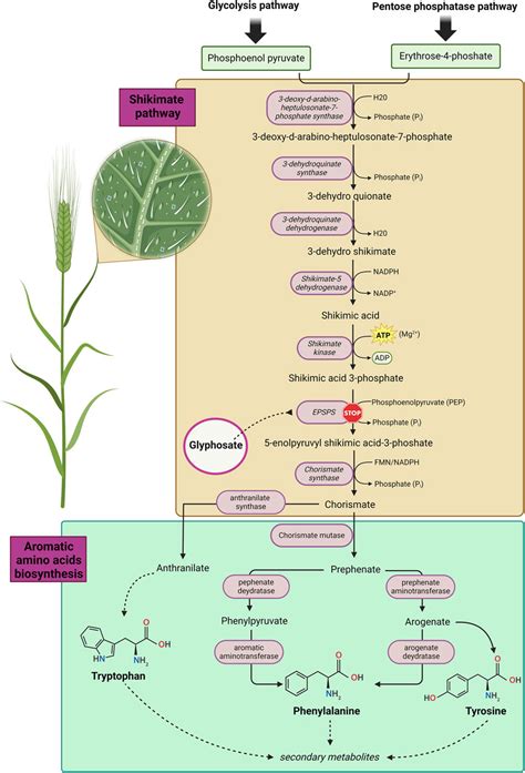 Surge Broadleaf Herbicide For Turf Sds
