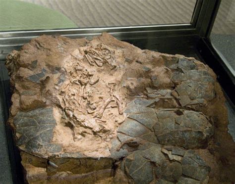 A Dinosaur A Day · Macroelongatoolithus