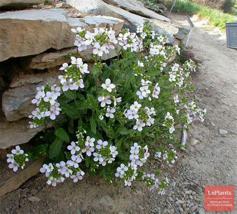 Арабис кавказский (Arabis caucasica) — описание, выращивание, фото | на ...