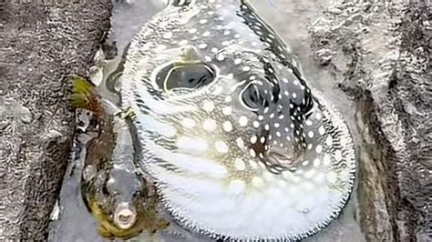 Steal A Brainrot SAB Script Insta Steal Teleport Speed Boost Roblox Scripts ScriptBlox