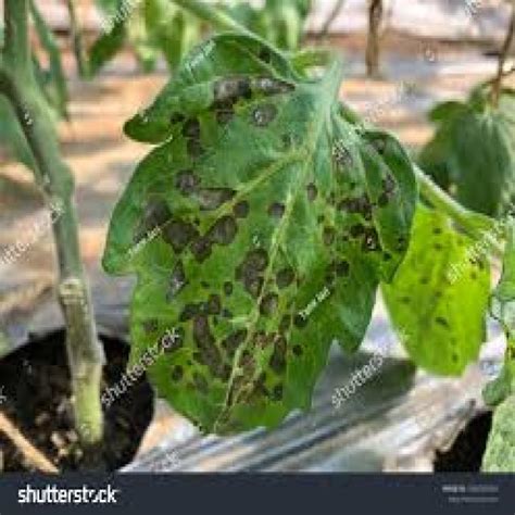 Plant Disease Detection Object Detection Model By Plant Disease Detection Group Project