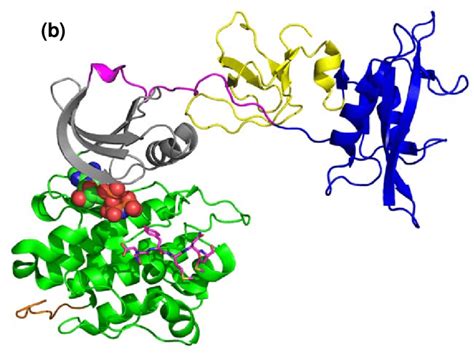 Src Conformations A Src Inactive Assembled Conformation Pdb 2src