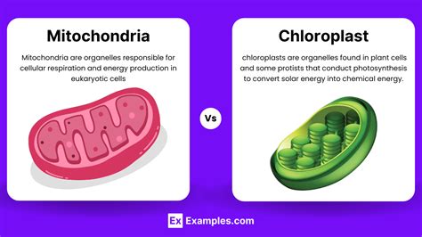 Mitochondria Vs Chloroplast Difference Explained With Functions Structure