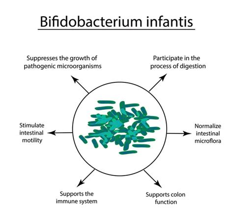 Lactobacillus Diagram