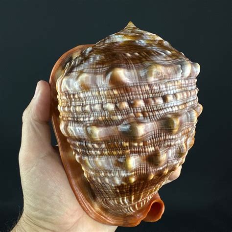 Productpage Galerie Tjitra