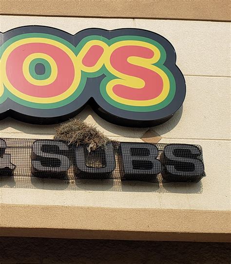 To Stop Birds From Nesting Rtherewasanattempt