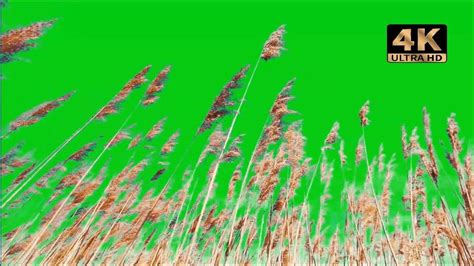Moving Grass Video Grass Green Screen Video 4k Youtube