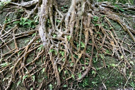 Heart Shaped Tree Root Stock Image Image Of Garden Environment