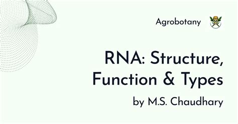 Rna Structure Function And Types Ppt