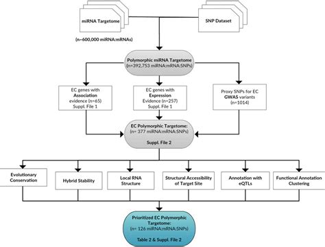 Bioinformatics Pipeline Depicting The Studys Approach Download Scientific Diagram