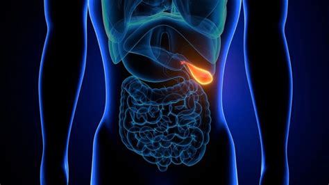 26 Facts About Gallbladder