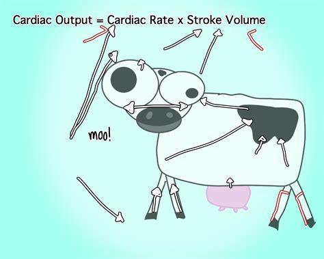 Cardiac Output Drawing Test Diagram Quizlet