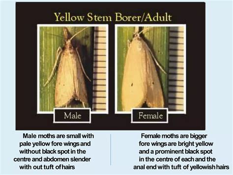 Insect Pests Of Paddy Pptx