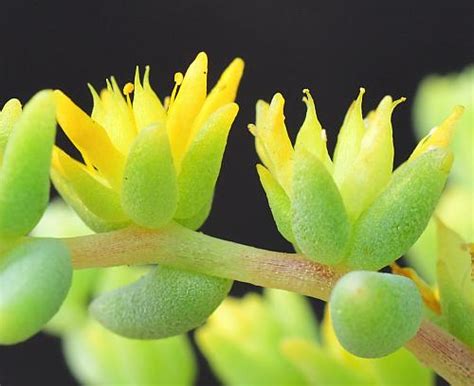 Sedum Nuttallianum Page