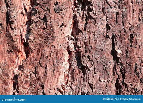 Close Up On Bright Red Tree Bark Wood Texture Stock Image Image Of Abstract Unusual 256059475