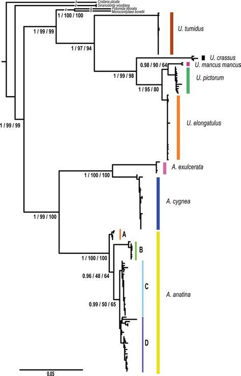 concatenated phylogenetic tree obtained by bayesian inference bi