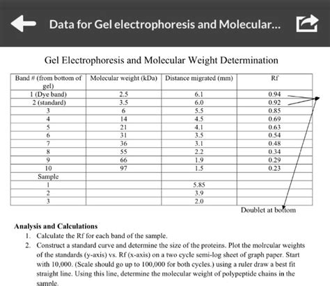 Solved Gel Electrophoresis And Molecular Weight Chegg Com