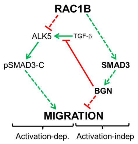 Diagram Illustrating The Regulatory Interactions Between Rac1b And
